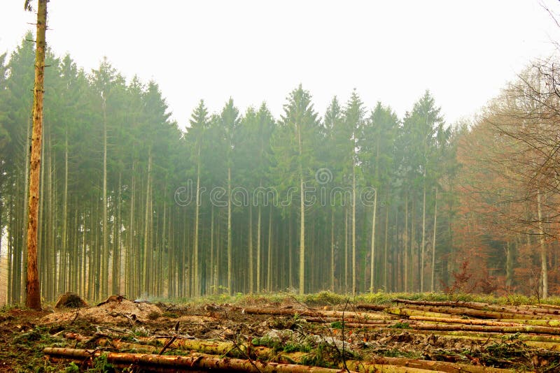 Cut Down Trees in the Forest in the Autumn Stock Photo - Image of ...