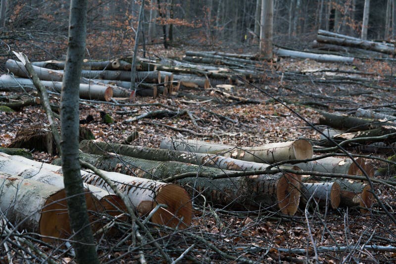 Cut Down Trees in the Forest Stock Photo - Image of deforestation ...