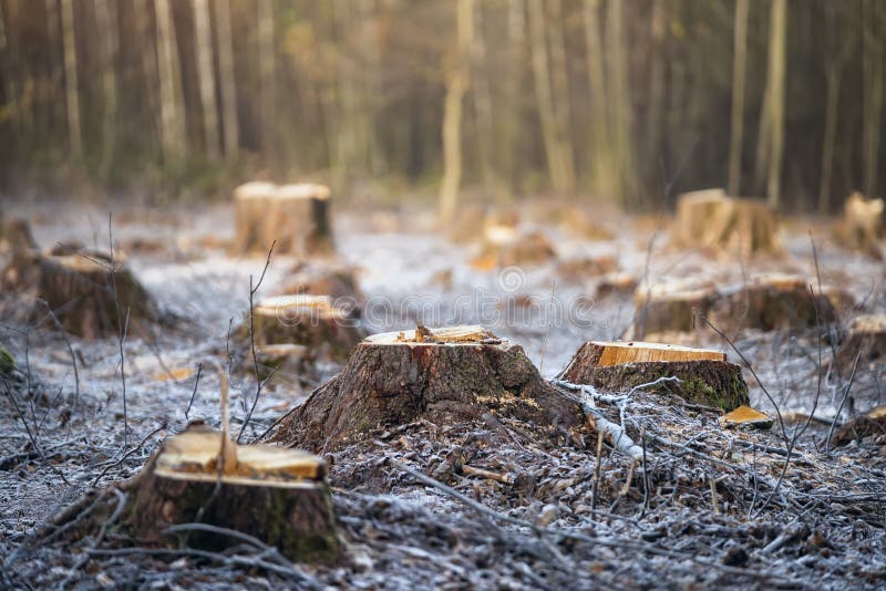 Cut Down Trees in the Forest. a Huge Stump and Felled Trees Stock Photo ...