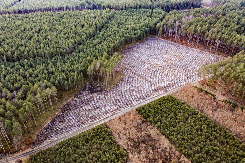 Cut Down Trees in a Forest for Wood in Poland, View from Above Stock ...