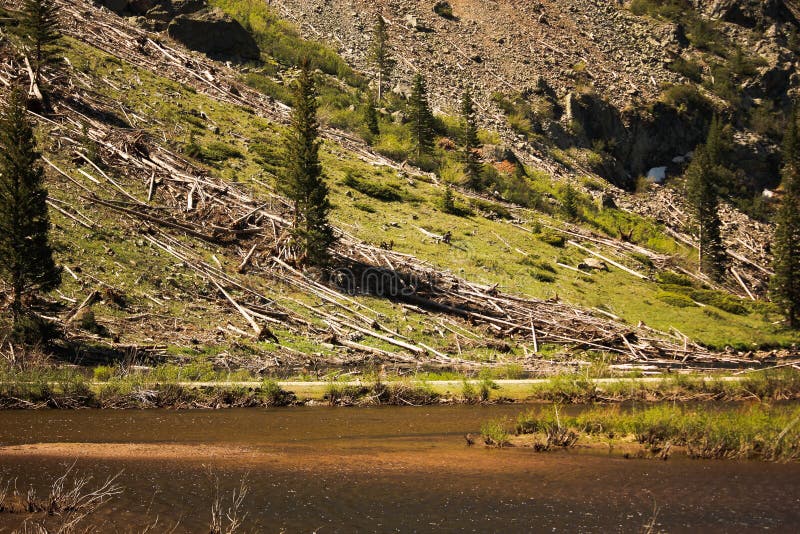 Cut Down Trees and Logging in a Colorado Forest Above a Stream Stock ...