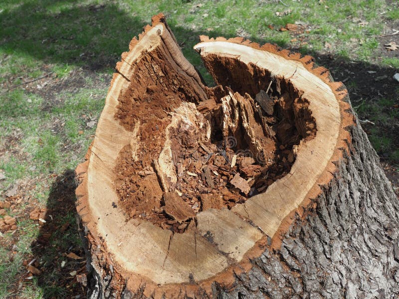 Cut Down Trees Rotted Inside during the Logging of Wood for ...