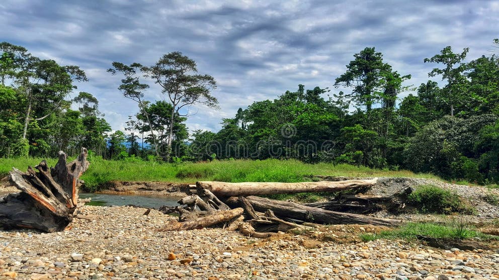 Cut Down Trees beside a Stream in Timika Stock Image - Image of stream ...