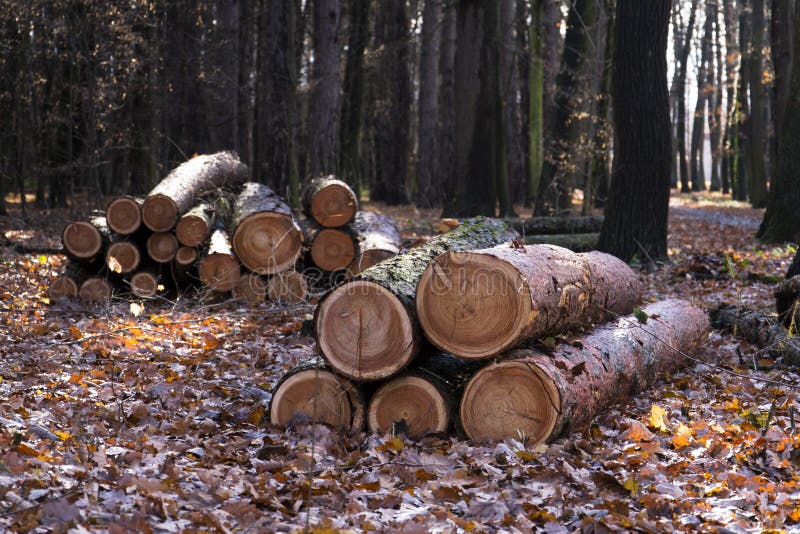 Cut Down Wood Logs Stack Lies in Autumn Forest Stock Image - Image of ...