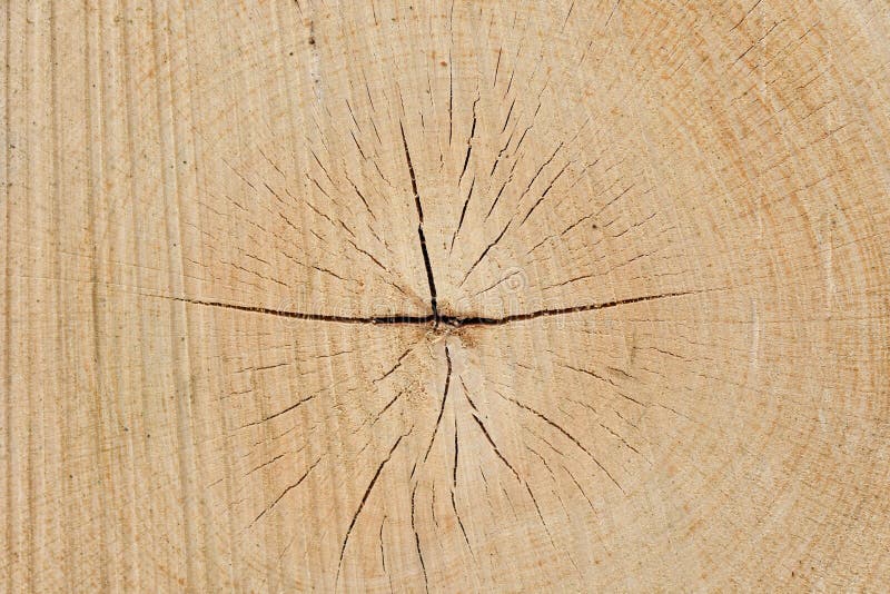 Cut of Beech Tree. Old and Weathered Wooden Texture Stock Image - Image ...