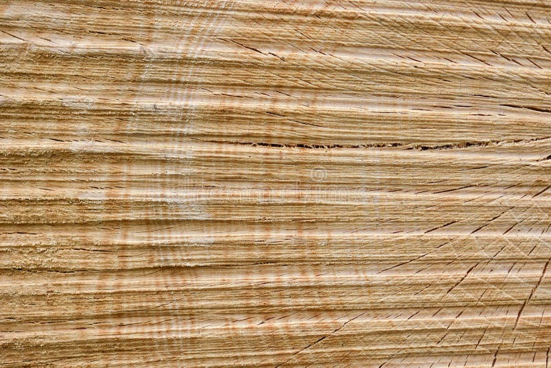 Cut of Dried Beech Tree As Texture Stock Image - Image of carpentry ...