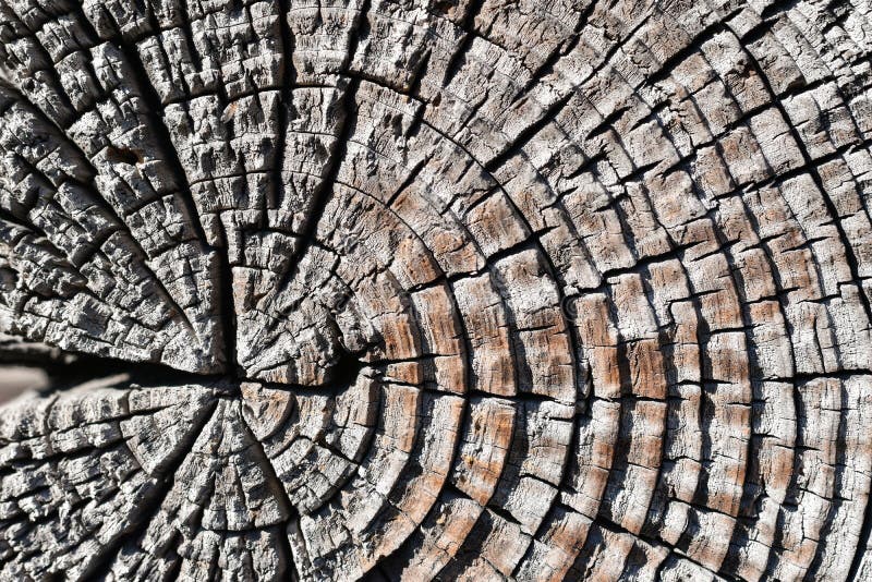 Tree trunk circles stock photo. Image of tree, wooden - 20942520