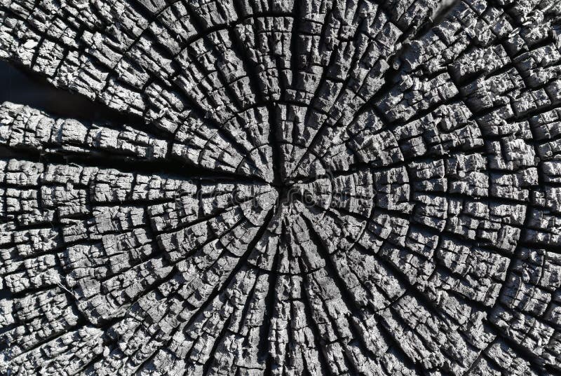 Cut of a Dried Tree Trunk, Circles on a Tree Stock Image - Image of ...