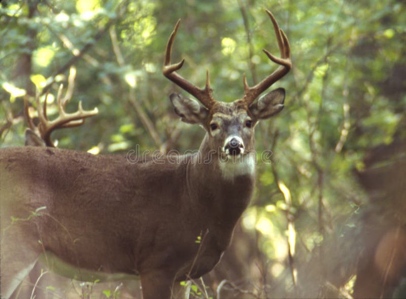 Cut ears stock photo. Image of deer, rack, wildlife, portrait - 10831982