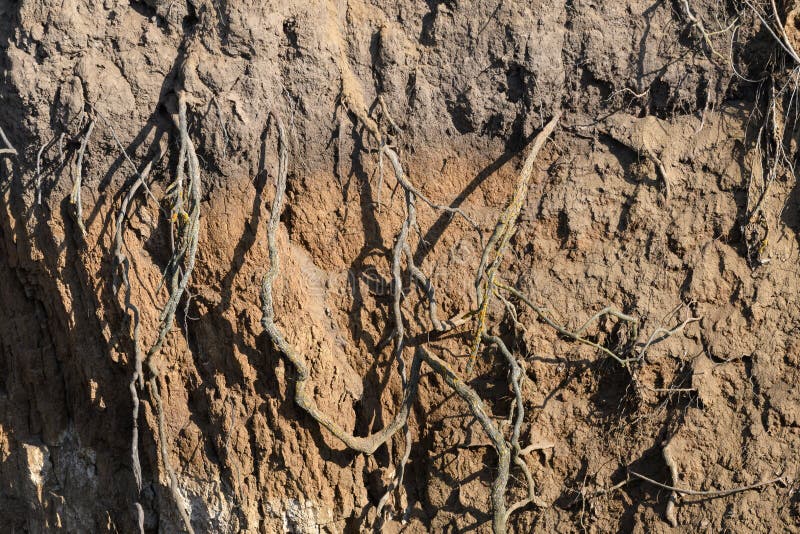 A Cut of the Earth`s Crust with Tree Roots Stock Image - Image of ...