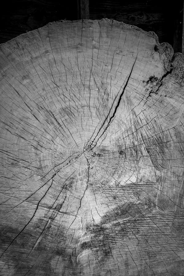 Edge of Hardwood Tree Trunk in Black and White Stock Image - Image of ...
