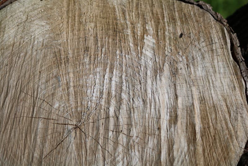 Cut Elm Tree with Annual Rings Stock Image - Image of material, brow ...