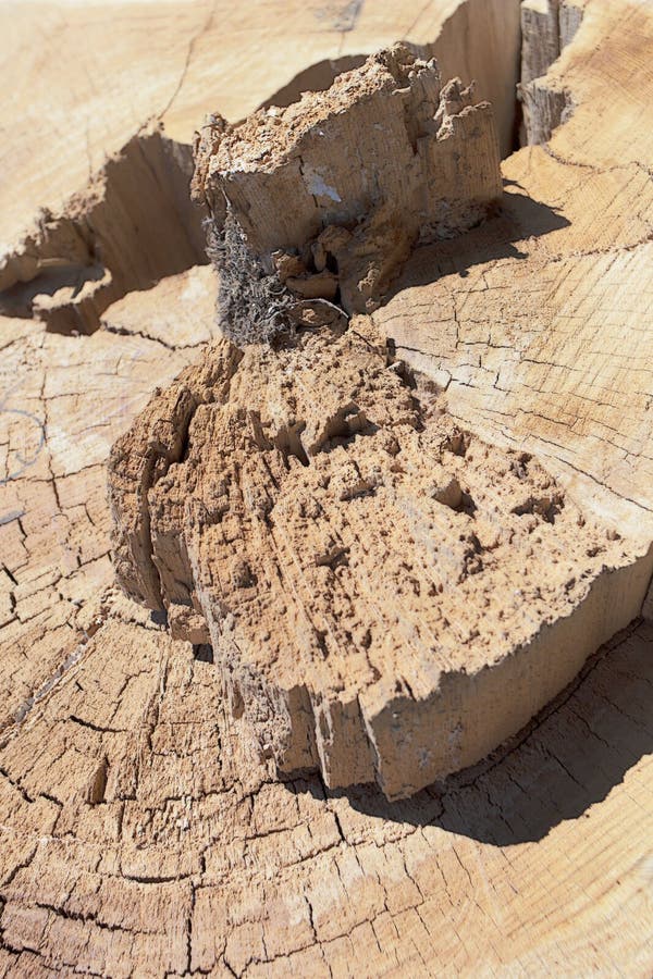 Cut log end stock photo. Image of closeup, circle, slice - 62394864