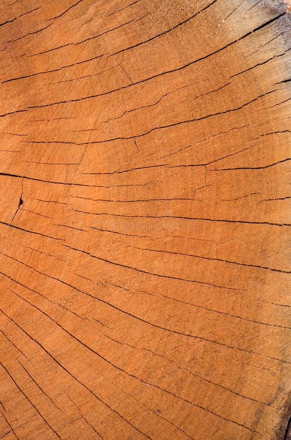 Cut end of a weathered log stock photo. Image of forestry - 29429844