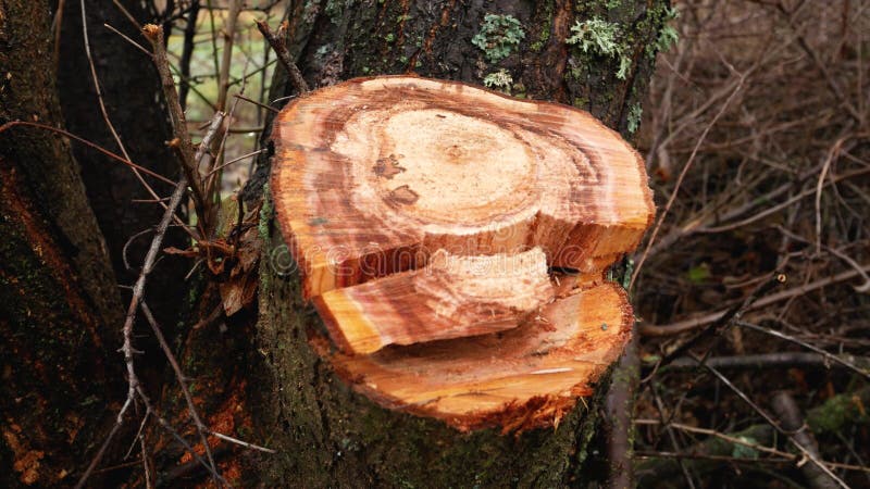 A Cut of a Felled Tree in the Forest. the Concept of Protecting Forests ...