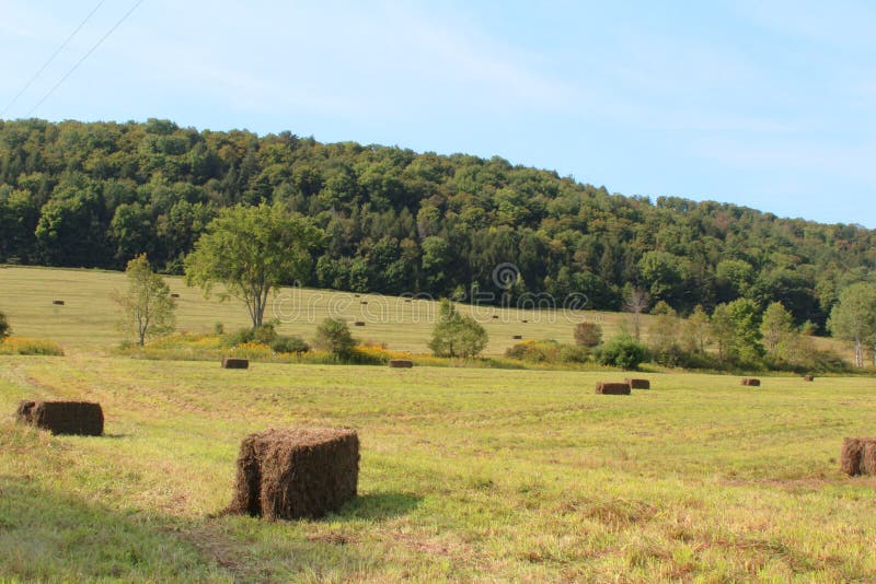 Cut Field with Hay in Rectangular Bales Stock Photo - Image of country ...