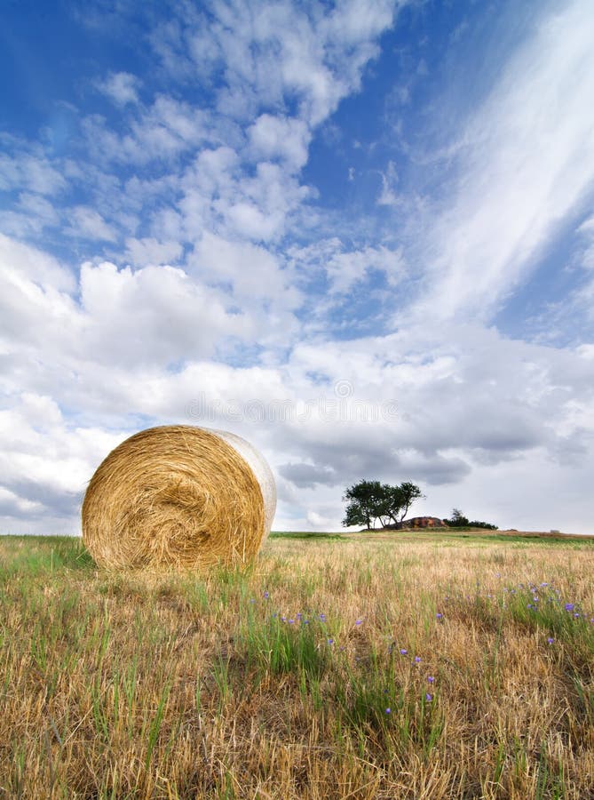 Cut Field Vertical Landscape Stock Photo - Image of forest, cloud: 63177020