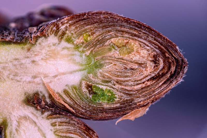 A Cut of a Flower Bud on a Spring Tree. View in a Microscope Stock ...