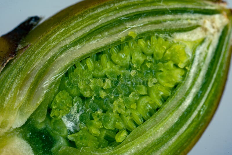 104 Microscopic Cross Section Flower Stock Photos - Free & Royalty-Free ...