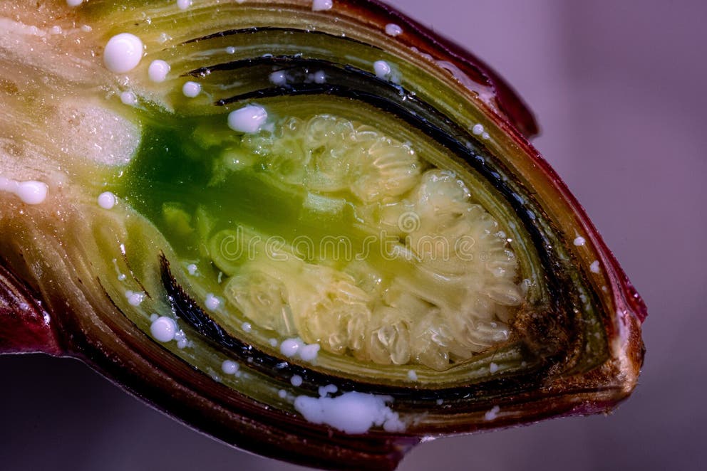 A Cut of a Flower Bud on a Spring Tree. View in a Microscope Stock ...