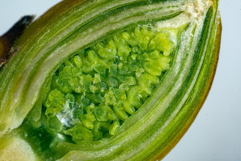 A Cut of a Flower Bud on a Spring Tree. View in a Microscope Stock ...