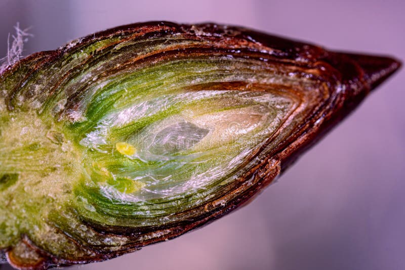A Cut of a Flower Bud on a Spring Tree. View in a Microscope Stock ...