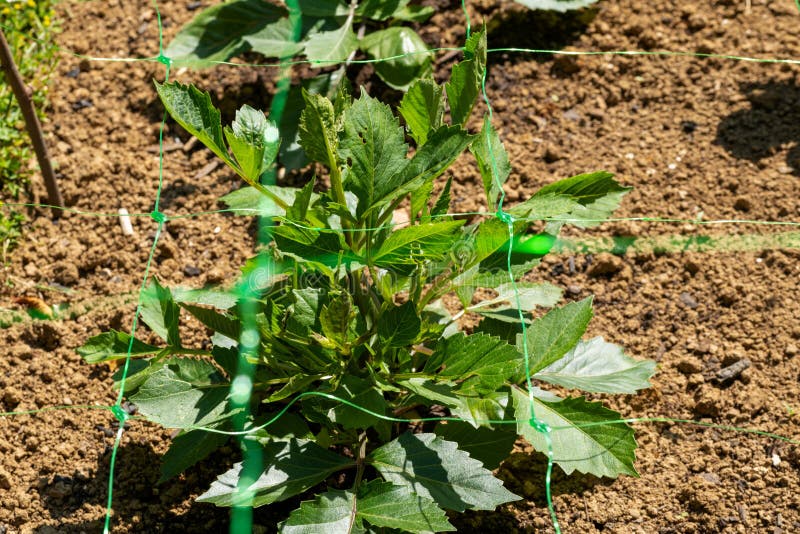 Cut Flower Netting. Plant Support Net. Using Plastic Garden Netting To ...