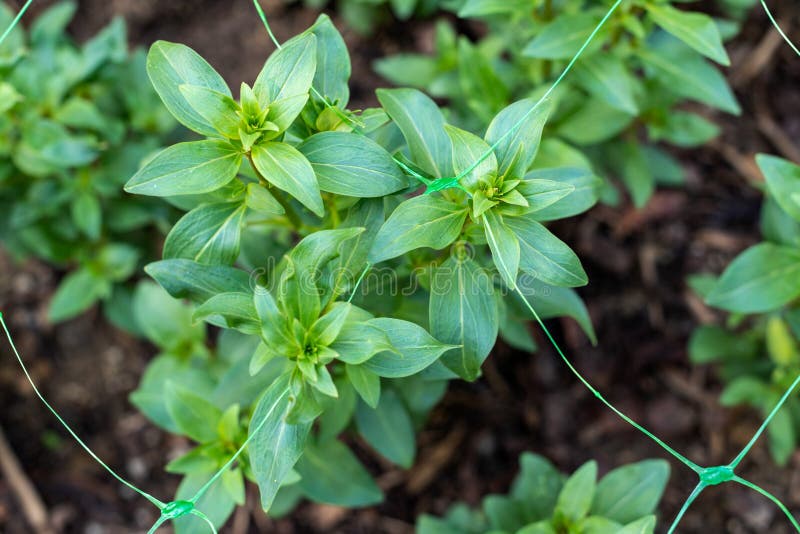 Cut Flower Netting. Plant Support Net. Using Plastic Garden Netting To ...