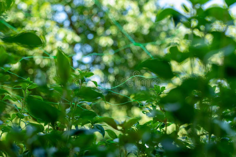 Cut Flower Netting. Plant Support Net. Using Plastic Garden Netting To ...