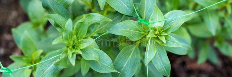 Cut Flower Netting. Plant Support Net. Using Plastic Garden Netting To ...