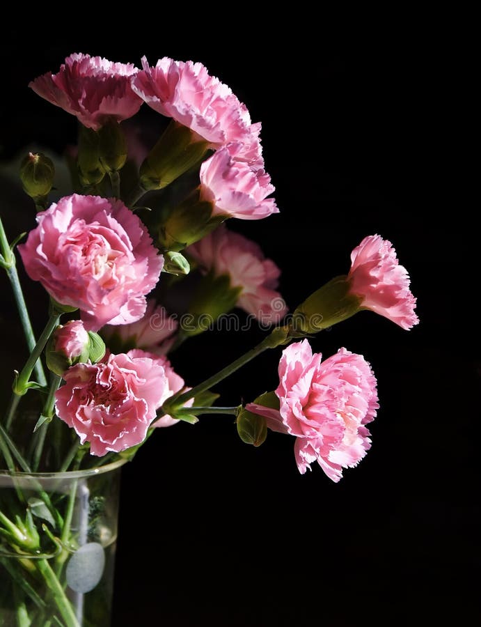 Pink Carnations in a Beaker Stock Photo - Image of blossom, dramatic ...