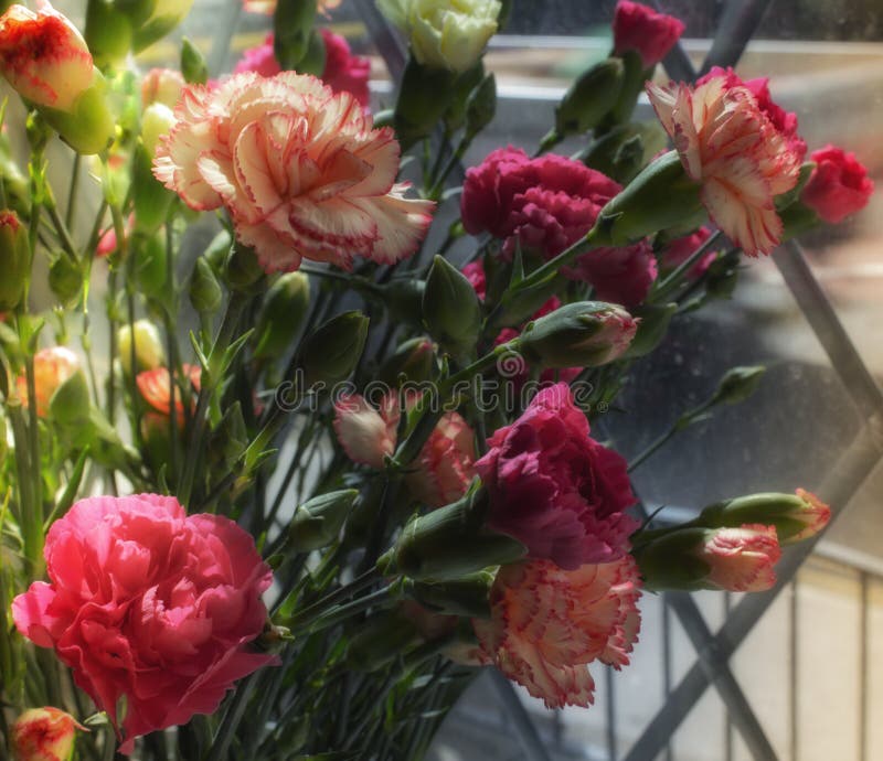 Cut Flowers in the Window in the Sunshine. Close Up. Stock Photo ...