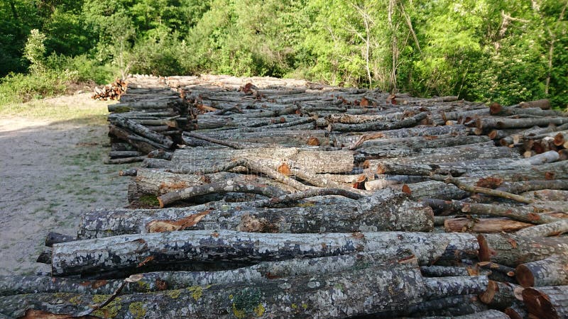 Cut Forest Wood Drying Out stock photo. Image of wood - 247890302
