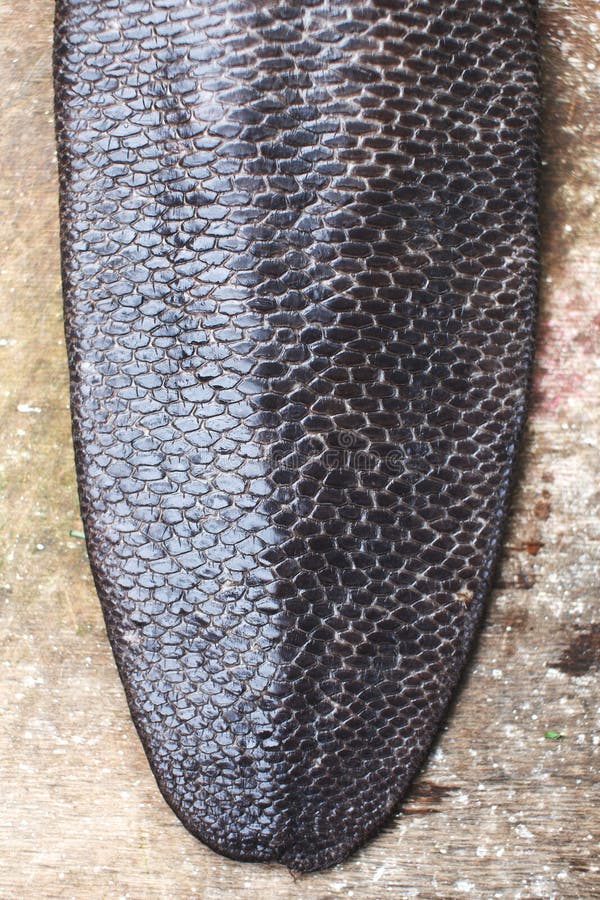 Beaver Tail stock image. Image of rodent, american, aquatic - 49145217