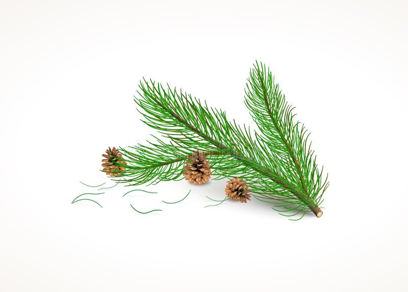 Realistic Dry Pine Cone Isolated on White Background. Object for Design ... Realistic Dry Pine Cone Isolated on White Background. Object for Design ...