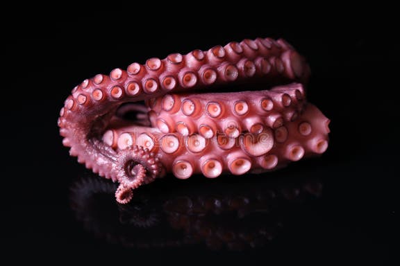 Cut Fresh Raw Octopus on Black Mirror Surface Stock Photo - Image of ...