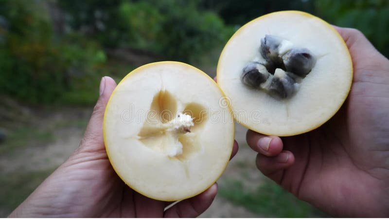 Cut the Fruit. Abiu. White Flesh with Brown Seeds Inside. Stock Footage ...
