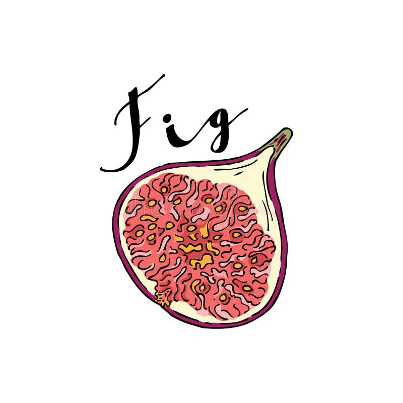 Lettering Fig Stock Illustrations – 208 Lettering Fig Stock ...