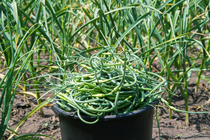Cut Garlic Shoots in the Garden. Stock Image - Image of food, fresh ...