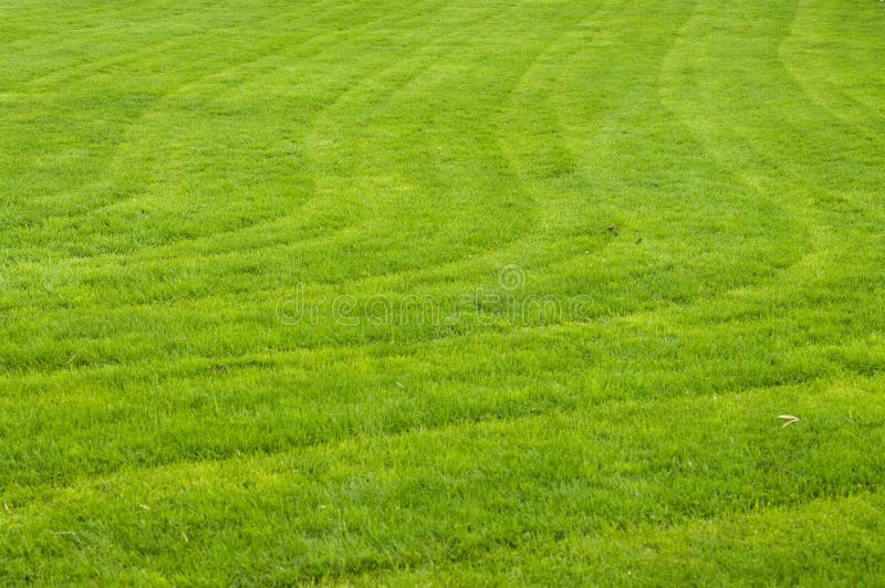 Cut grass stock photo. Image of steady, trimmed, grass - 15404524