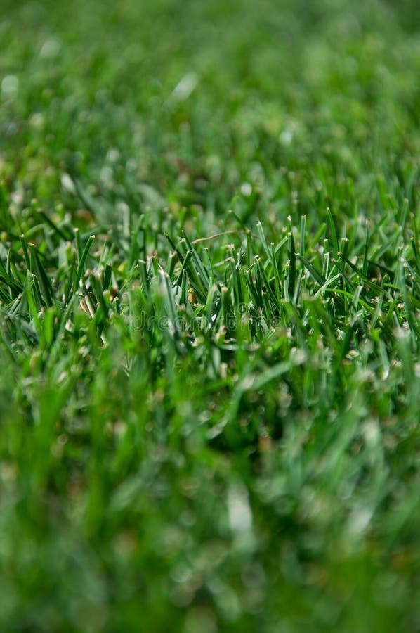 Cut grass stock photo. Image of landscape, field, spring - 15802674