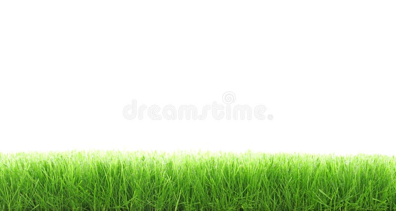 Cut grass stock photo. Image of water, background, white - 3075726