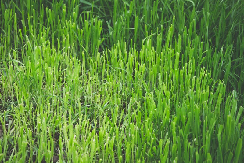 Cut grass. stock image. Image of spring, detail, design - 92675373
