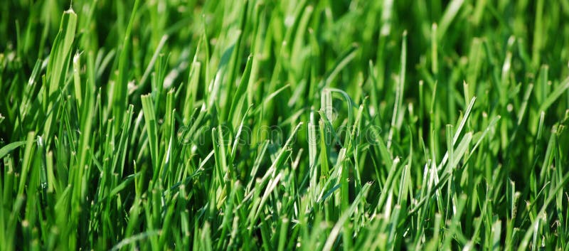 Cut Grass - Pattern stock image. Image of garden, light - 5328201