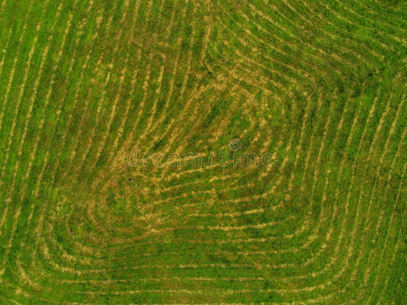 Grass Pattern, Aerial Top View. Yellow Green Colors Stock Photo - Image ...