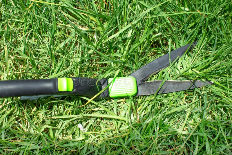 Cut Grass with Grass Scissors. Gardening Stock Image - Image of ...