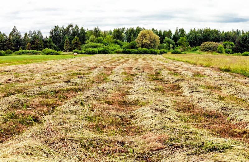 Cut grass swaths stock photo. Image of meadow, grass - 191792016