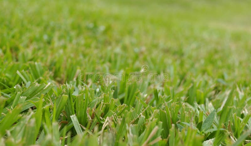 CUT GRASS TEXTURE stock image. Image of grass, better - 59567469