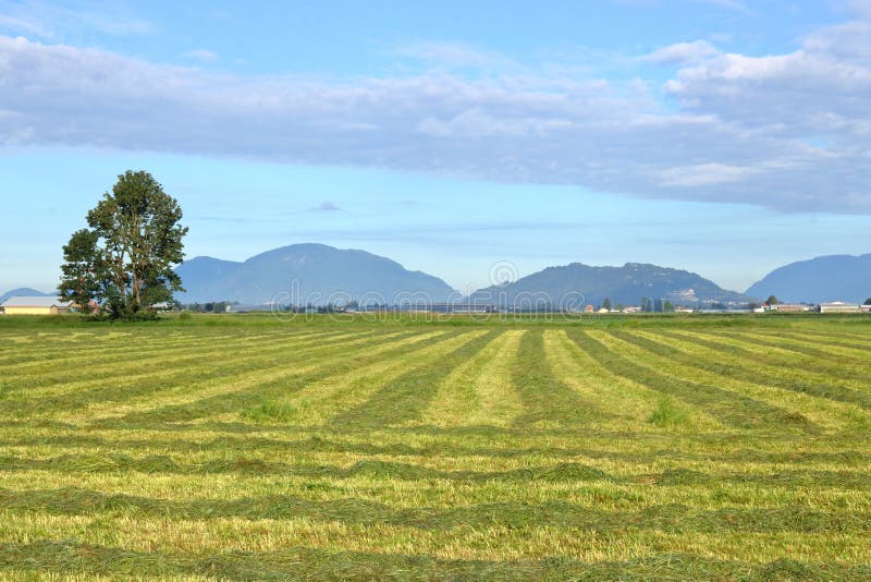 Cut Grassland and Pattern on Field Stock Image - Image of open, harvest ...