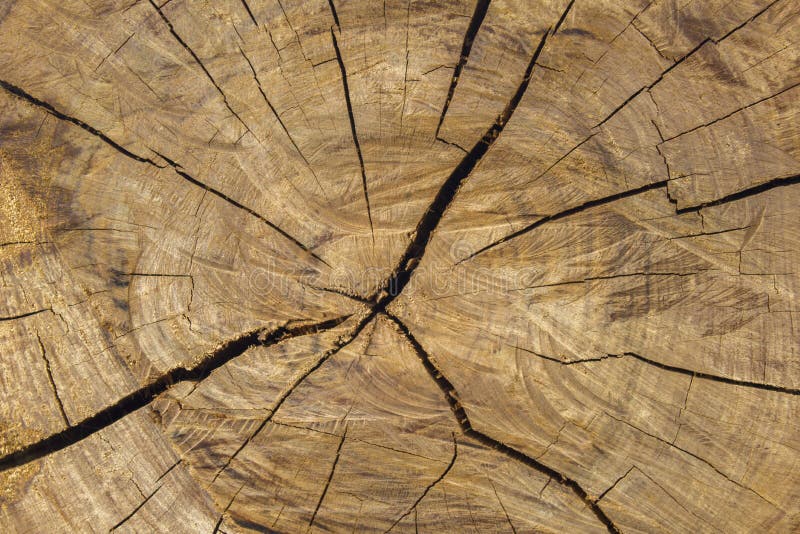 Cut of a Gray Yellow Dry Round Tree Trunk with Large Cracks. Natural ...